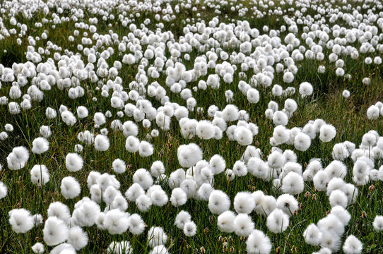 Cotton Grass