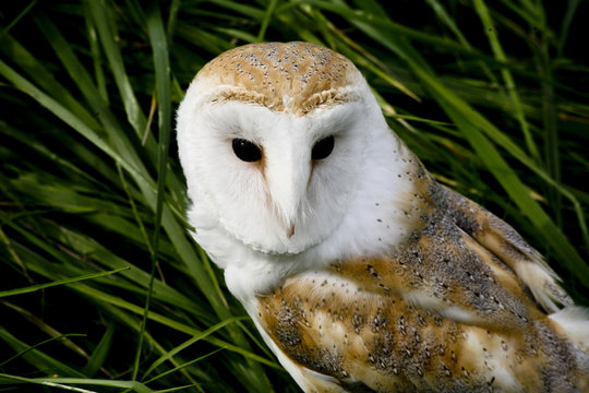 Kerkuil Bilder – Durchsuchen 122 Archivfotos, Vektorgrafiken und Videos ...