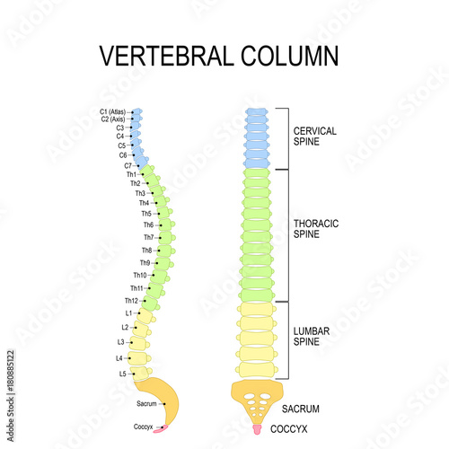 Spinal Column Numbers