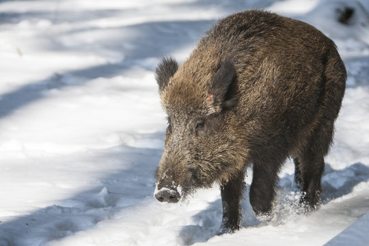รูปภาพBache – เลือกดูภาพถ่ายสต็อก เวกเตอร์ และวิดีโอ1,824 | Adobe Stock