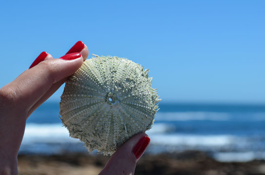 Imágenes de "Sea Pumpkin": descubre bancos de fotos, ilustraciones, vectores y vídeos de 33 ...