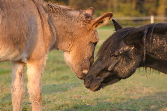 Muli Images – Parcourir 1,060 le catalogue de photos, vecteurs et ...