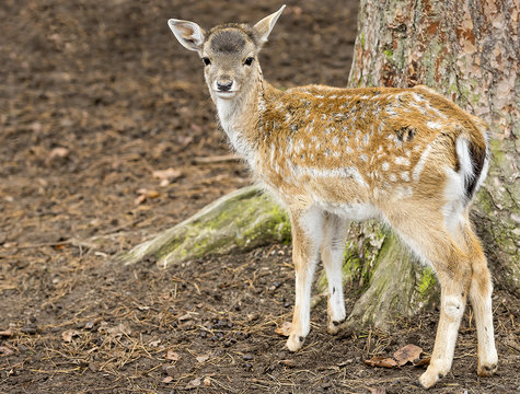 「Dder」の写真素材 | 63件の無料イラスト画像 | Adobe Stock
