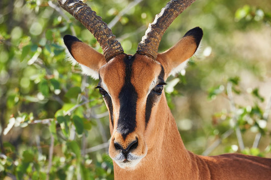 "Black Faced Impala" Images – Browse 87,582 Stock Photos, Vectors, and ...