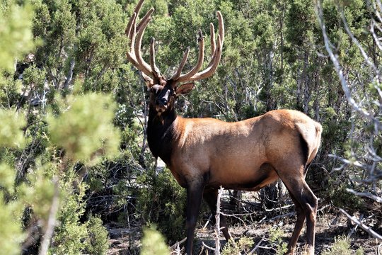 รูปภาพBullk – เลือกดูภาพถ่ายสต็อก เวกเตอร์ และวิดีโอ113 | Adobe Stock