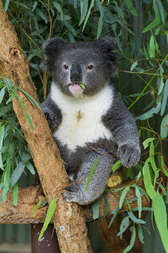 "Koala Cubs" Images – Browse 15 Stock Photos, Vectors, and Video ...