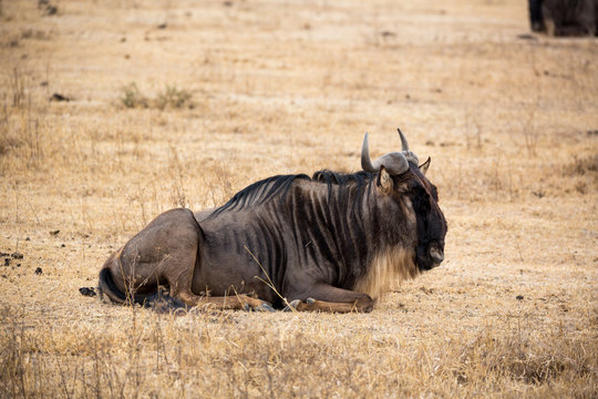 Gnus Images – Browse 53,373 Stock Photos, Vectors, and Video | Adobe Stock