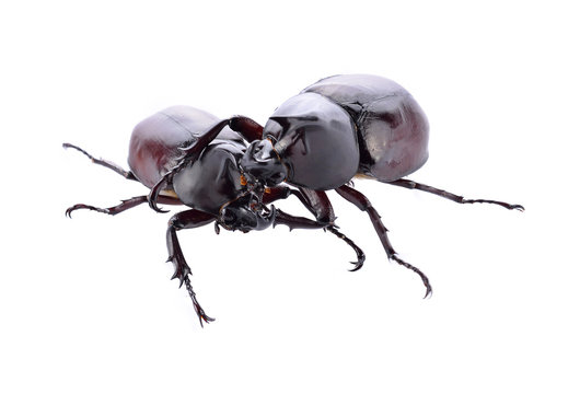 Ferity Bilder – Durchsuchen 147 Archivfotos, Vektorgrafiken und Videos ...