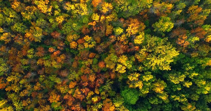 รูปภาพTreetop – เลือกดูภาพถ่ายสต็อก เวกเตอร์ และวิดีโอ177,982 | Adobe Stock