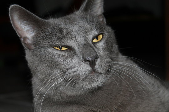 Incredulo bilder – Bläddra bland 144 stockfoton, vektorer och videor ...