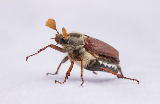 Maikäfer-Bilder: Stock-Fotos & -Videos. | Adobe Stock