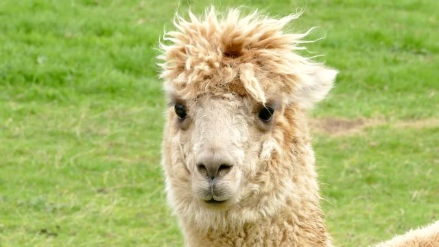 Alpacas Video Footage – Browse 3,962 HD Stock Video and Footage | Adobe ...