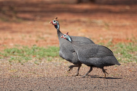Getupft-Bilder: Stock-Fotos & -Videos. | Adobe Stock