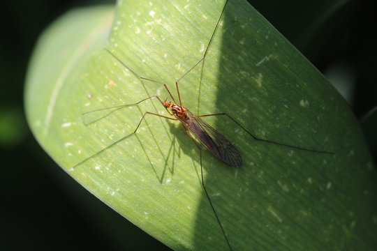 Imágenes de Sancudo: descubre bancos de fotos, ilustraciones, vectores ...