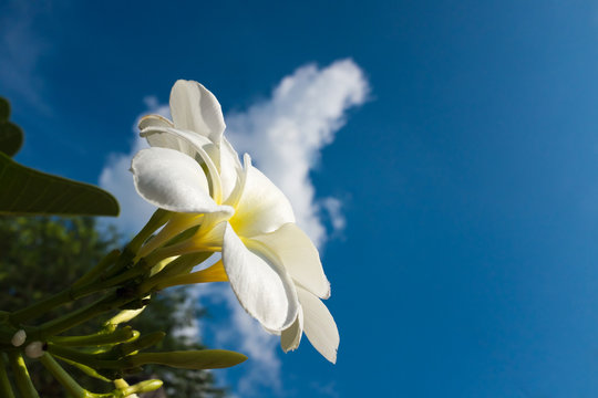 Frower 画像 - 参照 540 Stock 写真、ベクターおよびビデオ | Adobe Stock