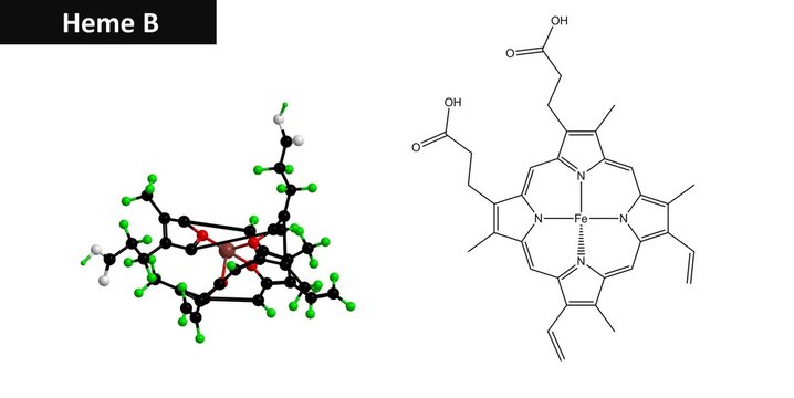 รูปภาพHaemoglobin – เลือกดูภาพถ่ายสต็อก เวกเตอร์ และวิดีโอ31,361 ...