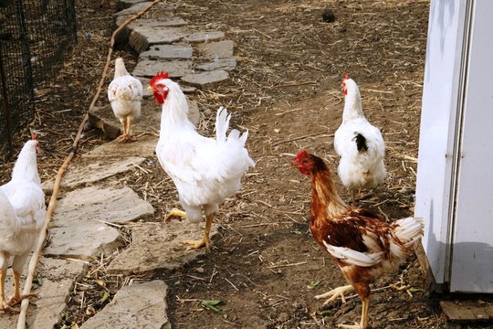 รูปภาพPolli – เลือกดูภาพถ่ายสต็อก เวกเตอร์ และวิดีโอ2,550 | Adobe Stock