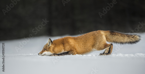 "Crouching Fox Hidden Dragon" Stock photo and royalty-free images on ...
