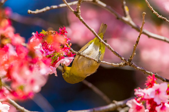Kanzakura Bilder – Durchsuchen 674 Archivfotos, Vektorgrafiken und ...