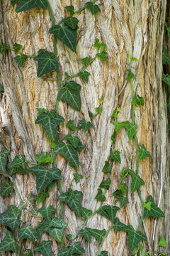 「Efeuranken」の画像 - 292 件の Stock 写真、ベクターおよびビデオ | Adobe Stock