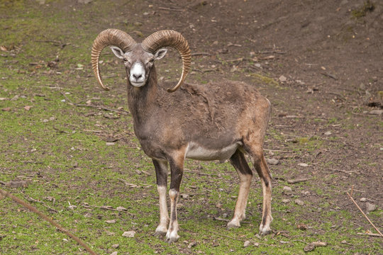 Mouflon Images – Browse 10,917 Stock Photos, Vectors, and Video | Adobe ...