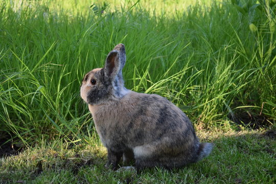 Zwerghasen Bilder – Durchsuchen 1,085 Archivfotos, Vektorgrafiken und ...