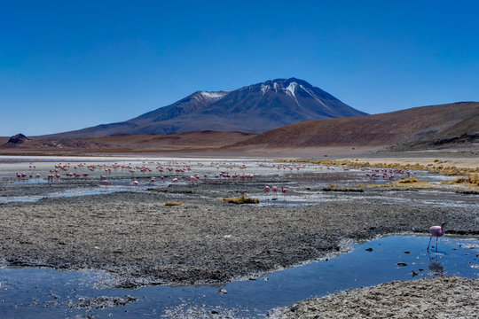 Afbeeldingen over "Shield Volcano" – Blader in stockfoto's, vectoren en ...