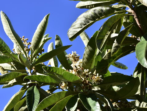 Bibasse Images – Browse 29 Stock Photos, Vectors, and Video | Adobe Stock