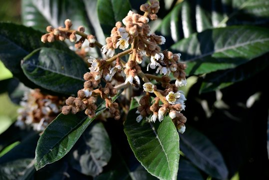 「Bibasse」の画像 - 29 件の Stock 写真、ベクターおよびビデオ | Adobe Stock