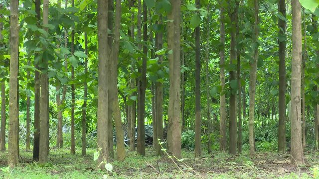 Teak Tree Images – Browse 85,816 Stock Photos, Vectors, and Video ...