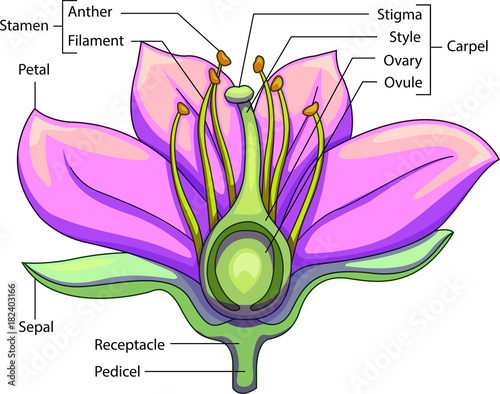 Parts Of Gumamela Flower And Their Functions Pdf | Best Flower Site