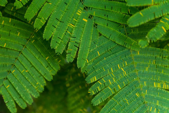 Linear-Oblong Images – Browse 15 Stock Photos, Vectors, and Video ...