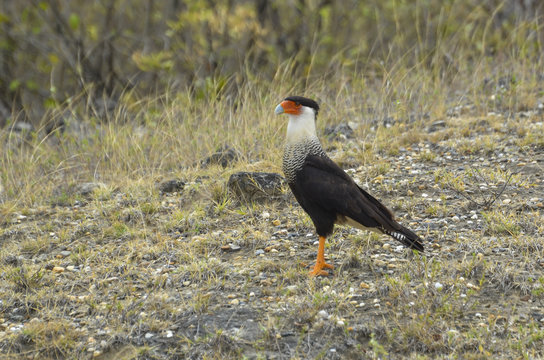 Guaraguao Images – Browse 38 Stock Photos, Vectors, and Video | Adobe Stock