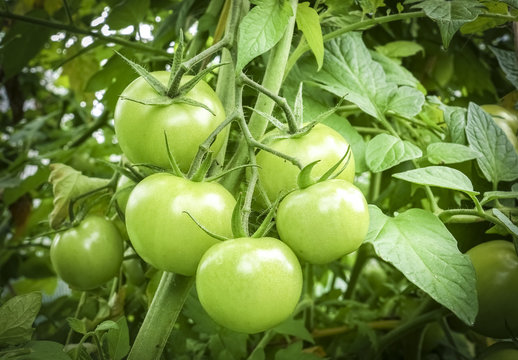 รูปภาพTomatenstaude – เลือกดูภาพถ่ายสต็อก เวกเตอร์ และวิดีโอ131 | Adobe ...