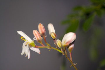 Izote Cactus Flower Leaf | Best Flower Site