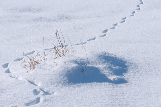 Fuchsspuren Images – Browse 16 Stock Photos, Vectors, and Video | Adobe ...