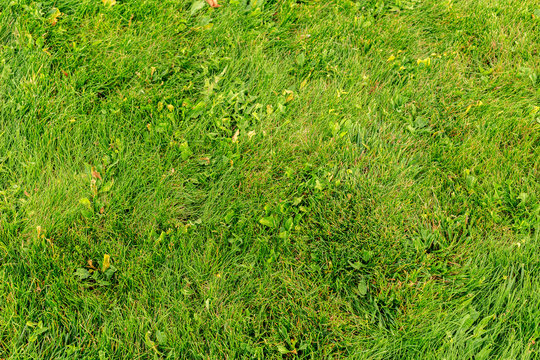 รูปภาพGreengrass – เลือกดูภาพถ่ายสต็อก เวกเตอร์ และวิดีโอ2,691 | Adobe ...