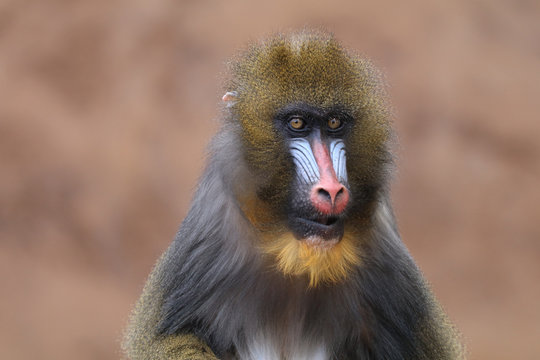 Imágenes de Mandrills: descubre bancos de fotos, ilustraciones ...