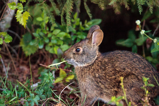 "Marsh Rabbit" Images – Browse 244 Stock Photos, Vectors, and Video ...