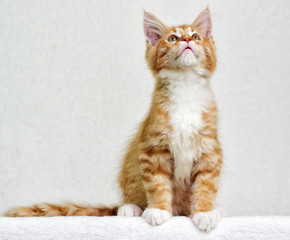 Happy monkey photos, images, assets | Adobe Stock