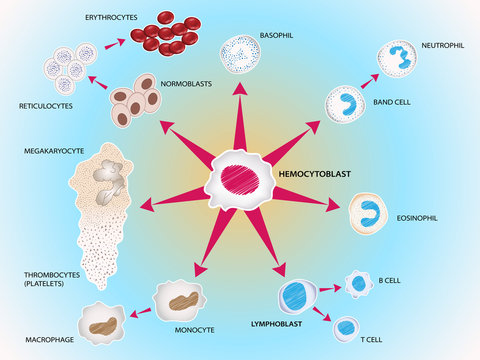 Nrbc Images – Browse 61 Stock Photos, Vectors, and Video | Adobe Stock