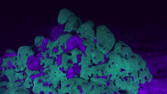 รูปภาพUltraviolet – เลือกดูภาพถ่ายสต็อก เวกเตอร์ และวิดีโอ258,180 ...