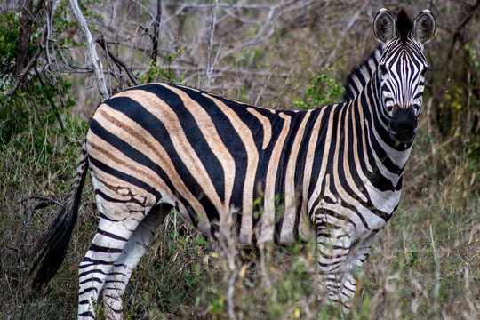 รูปภาพBicolores – เลือกดูภาพถ่ายสต็อก เวกเตอร์ และวิดีโอ197 | Adobe Stock