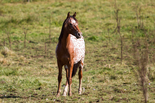 รูปภาพSingle-Hoofed – เลือกดูภาพถ่ายสต็อก เวกเตอร์ และวิดีโอ88 | Adobe ...