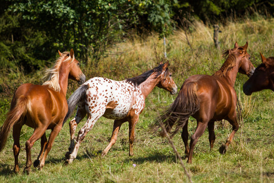 Single-Hoofed Images – Browse 109 Stock Photos, Vectors, and Video ...