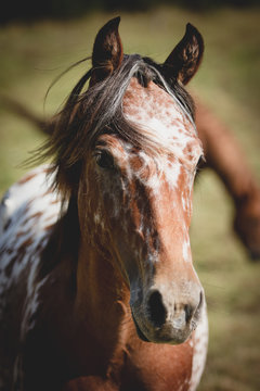 Single-Hoofed Images – Browse 138 Stock Photos, Vectors, and Video ...