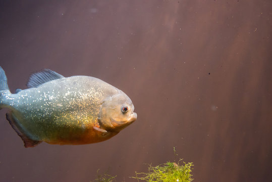 รูปภาพPirania – เลือกดูภาพถ่ายสต็อก เวกเตอร์ และวิดีโอ358 | Adobe Stock