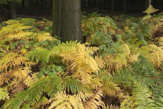 Pteridopsida bilder – Bläddra bland 1,568 stockfoton, vektorer och ...