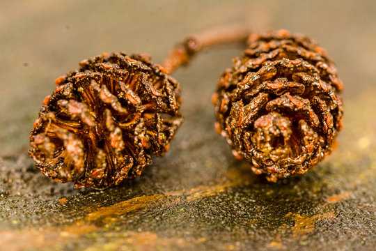 Pigne Immagini - Sfoglia 5,382 foto, vettoriali e video Stock | Adobe Stock