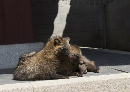 "Raccoon Dogs" Images – Browse 4,940 Stock Photos, Vectors, and Video ...